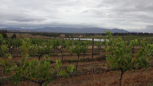 A Visit To Macquariedale: Part One – Welcome to Wine Idealism…